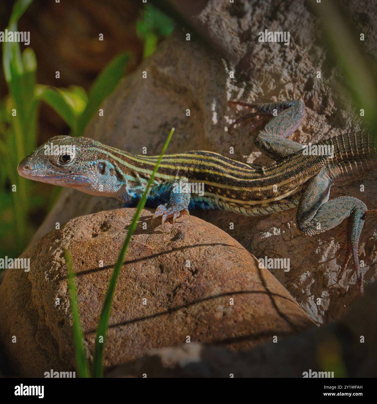 Common Spotted Whiptail (Aspidoscelis gularis) Reptilia Stock Photo - Alamy