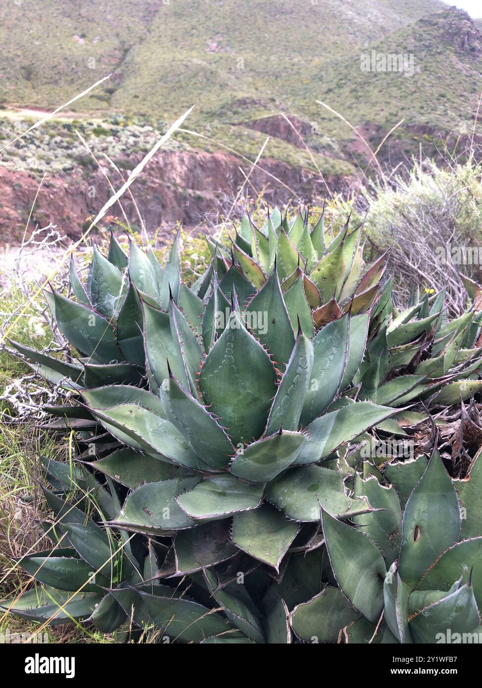Shaw's Agave (Agave shawii) Plantae Stock Photo - Alamy