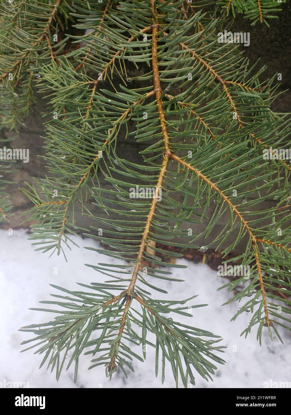 white fir (Abies concolor) Plantae Stock Photo - Alamy