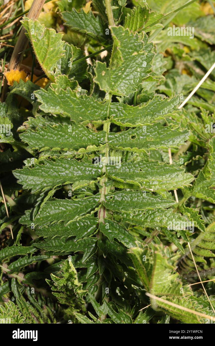 Mediterranean Radish (Raphanus raphanistrum landra) Plantae Stock Photo ...