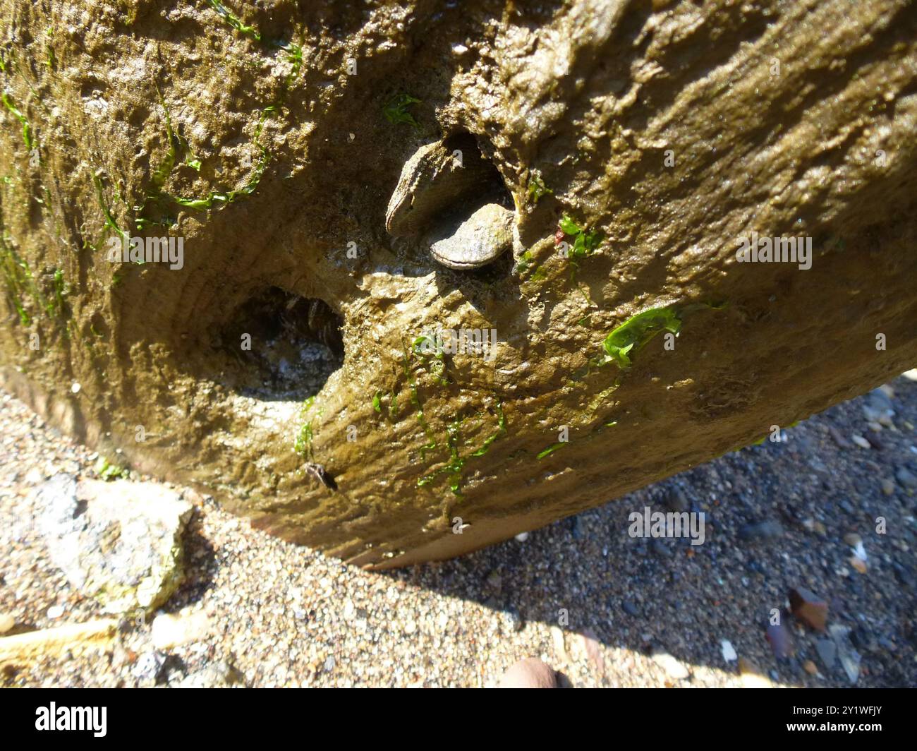 Atlantic Ribbed Mussel (Geukensia demissa) Mollusca Stock Photo - Alamy