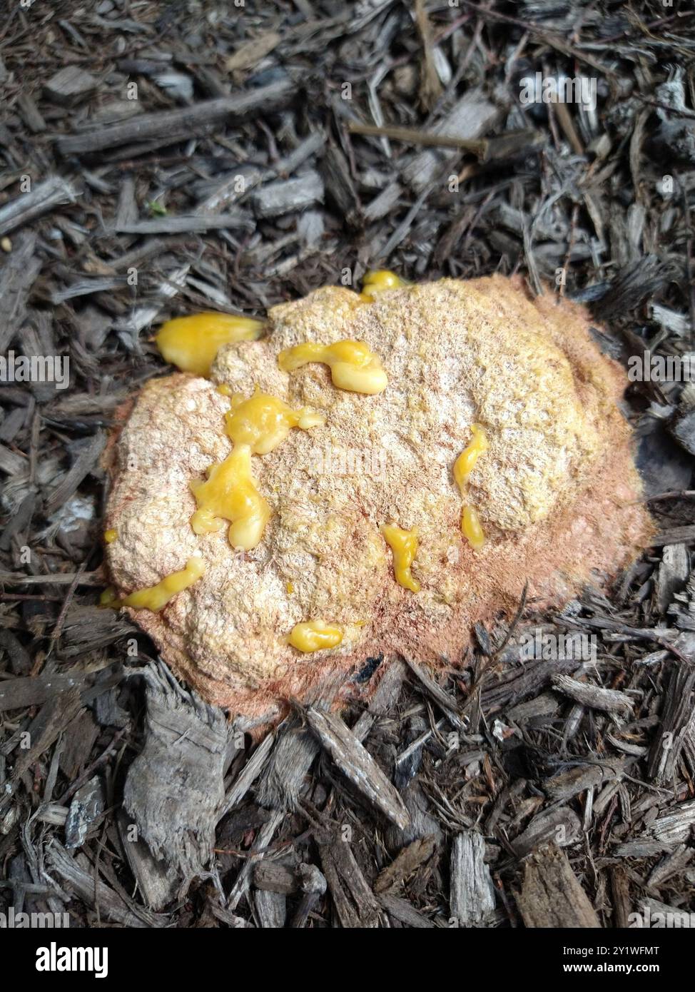 Dog Vomit Slime Mold (Fuligo septica) Protozoa Stock Photo - Alamy