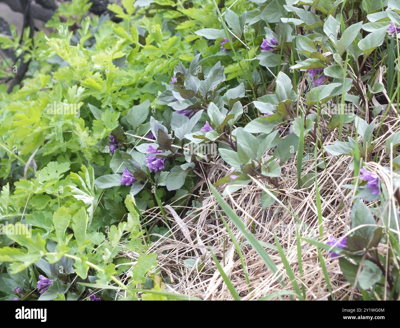 Physochlaina physaloides hi-res stock photography and images - Alamy