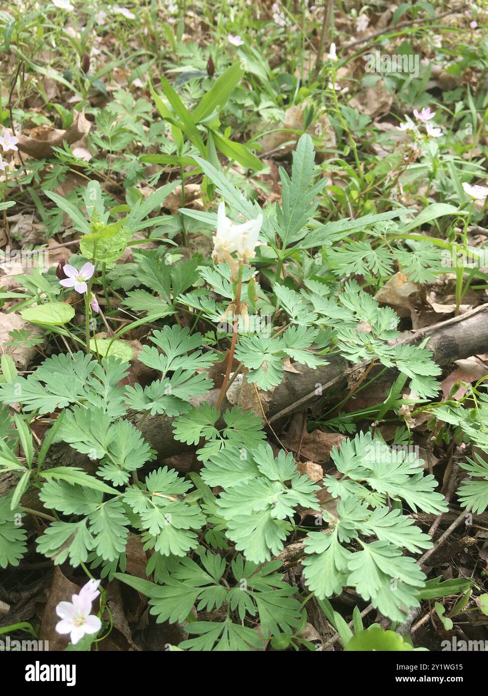 Dutchman's breeches (Dicentra cucullaria) Plantae Stock Photo - Alamy