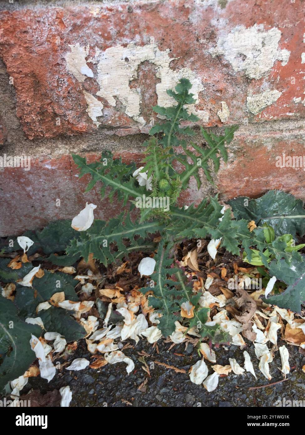 Lettuce, Chicory, Dandelion and Salsify Tribe (Cichorieae) Plantae ...