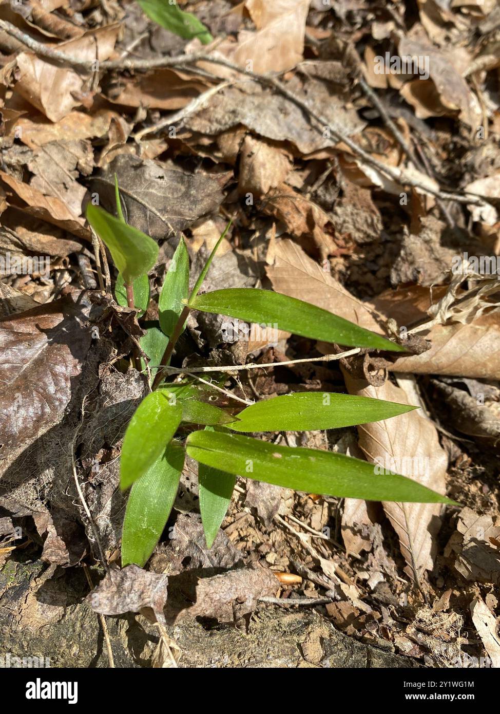 variable witchgrass (Dichanthelium commutatum) Plantae Stock Photo - Alamy