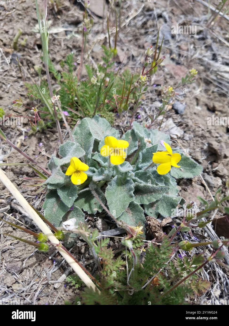 golden violet (Viola purpurea aurea) Plantae Stock Photo - Alamy