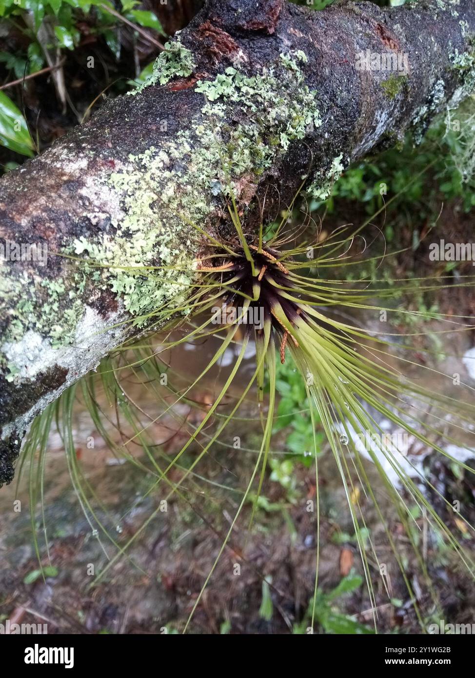 Mexican black torch plant (Tillandsia punctulata) Plantae Stock Photo ...