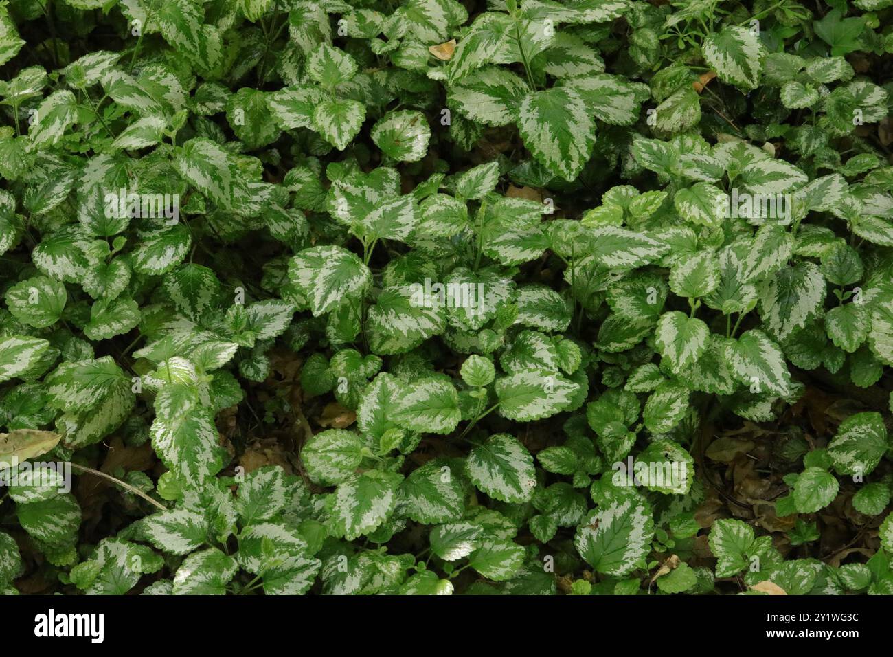 Variegated Yellow Archangel (Lamium galeobdolon argentatum) Plantae ...