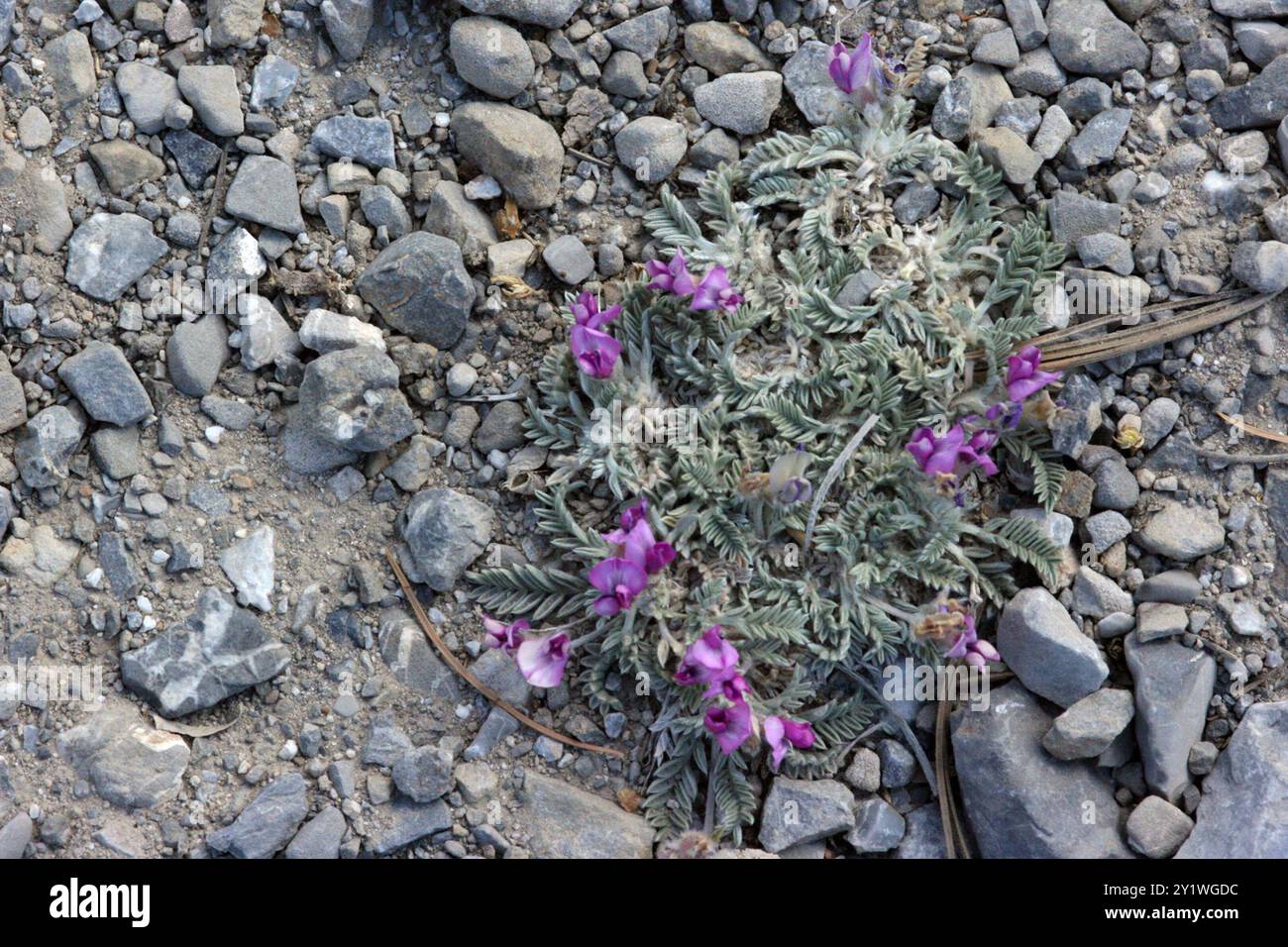 Mountain Oxytrope (Oxytropis oreophila) Plantae Stock Photo - Alamy