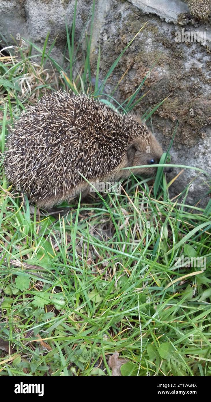 Common Hedgehog (Erinaceus europaeus) Mammalia Stock Photo - Alamy