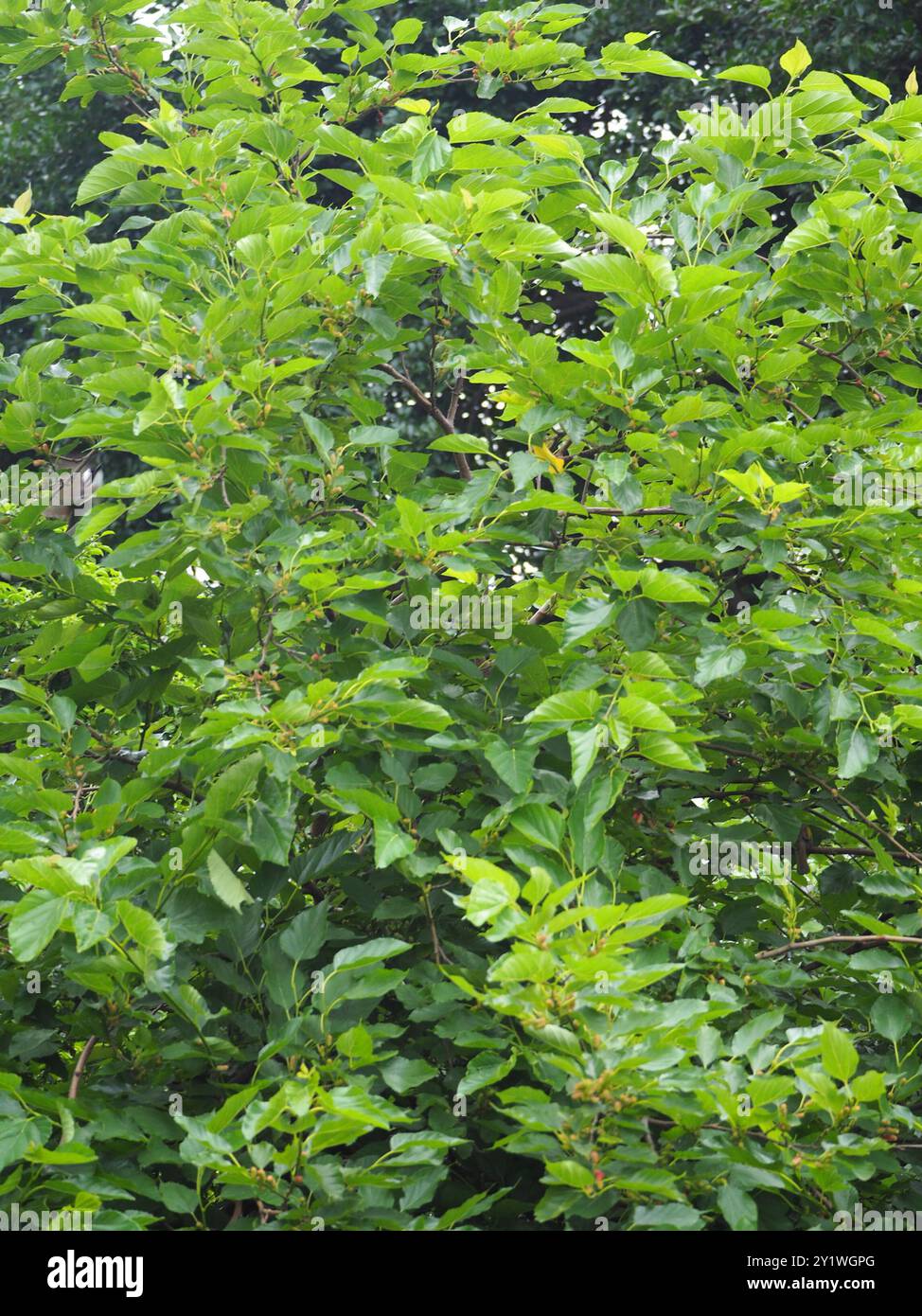 Korean mulberry (Morus indica) Plantae Stock Photo - Alamy