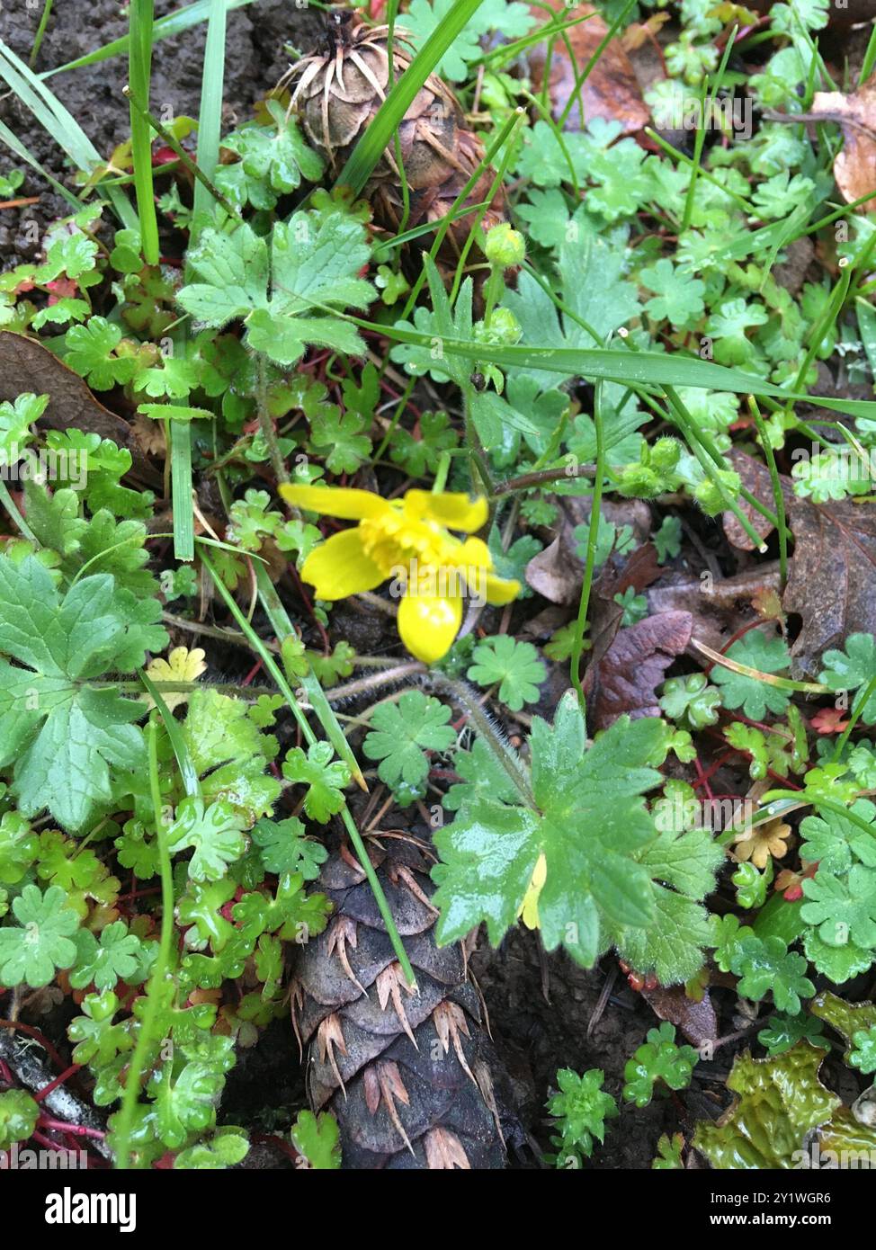 Western Buttercup (Ranunculus occidentalis) Plantae Stock Photo - Alamy