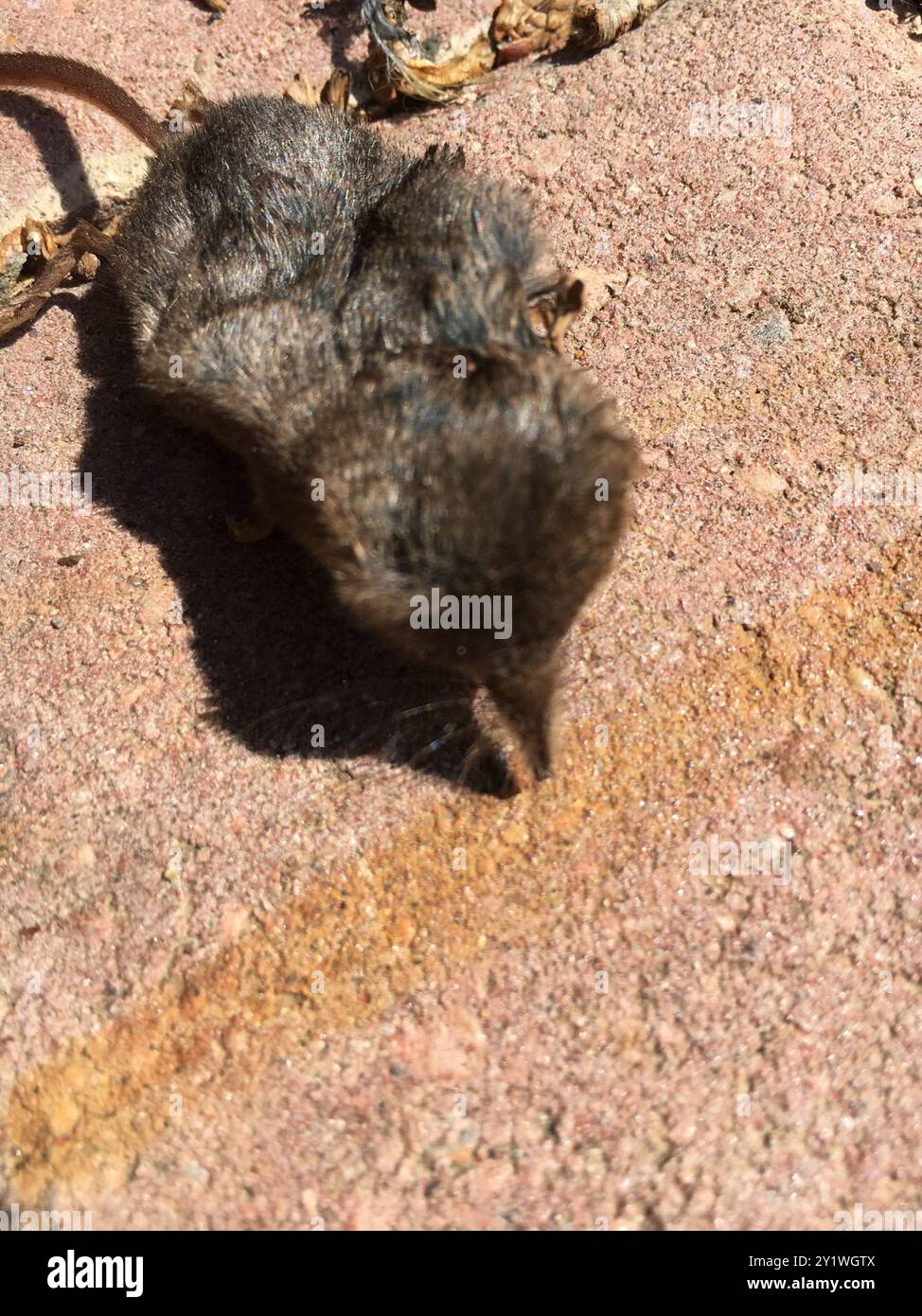 Sorex cinereus hi-res stock photography and images - Alamy