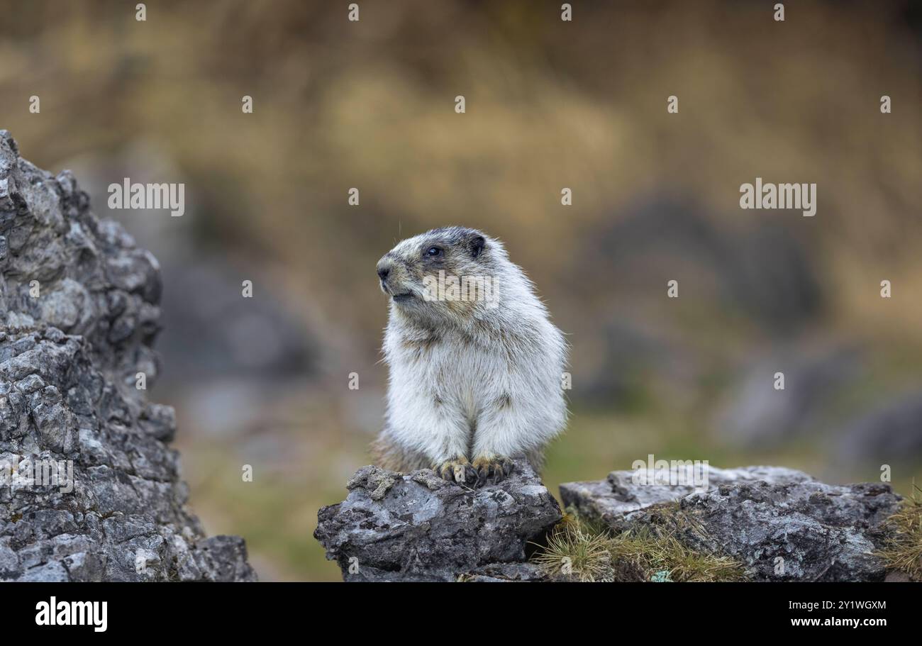 Marmot sitting on a rock Stock Photo - Alamy