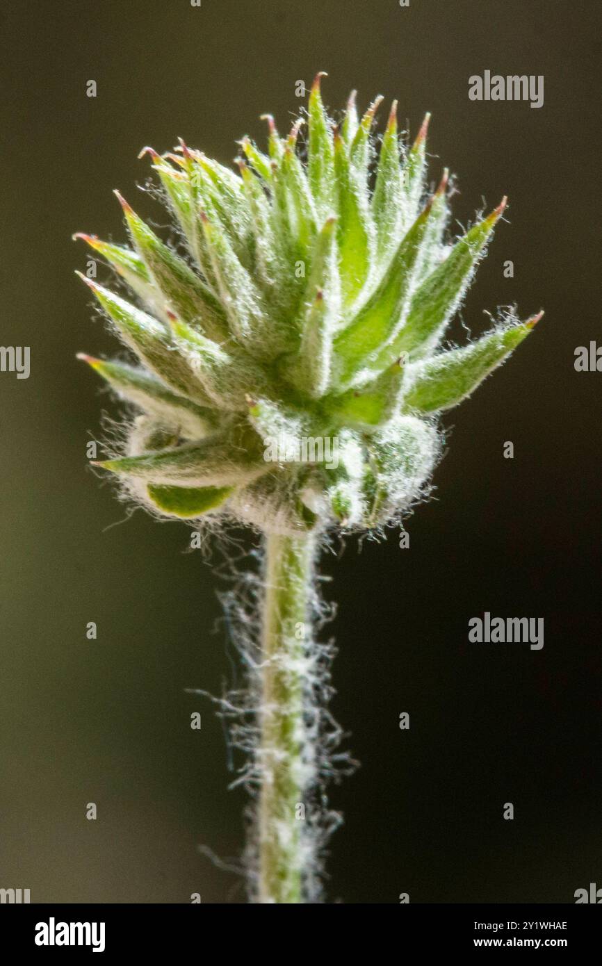 Curveseed Butterwort (Ceratocephala testiculata) Plantae Stock Photo ...