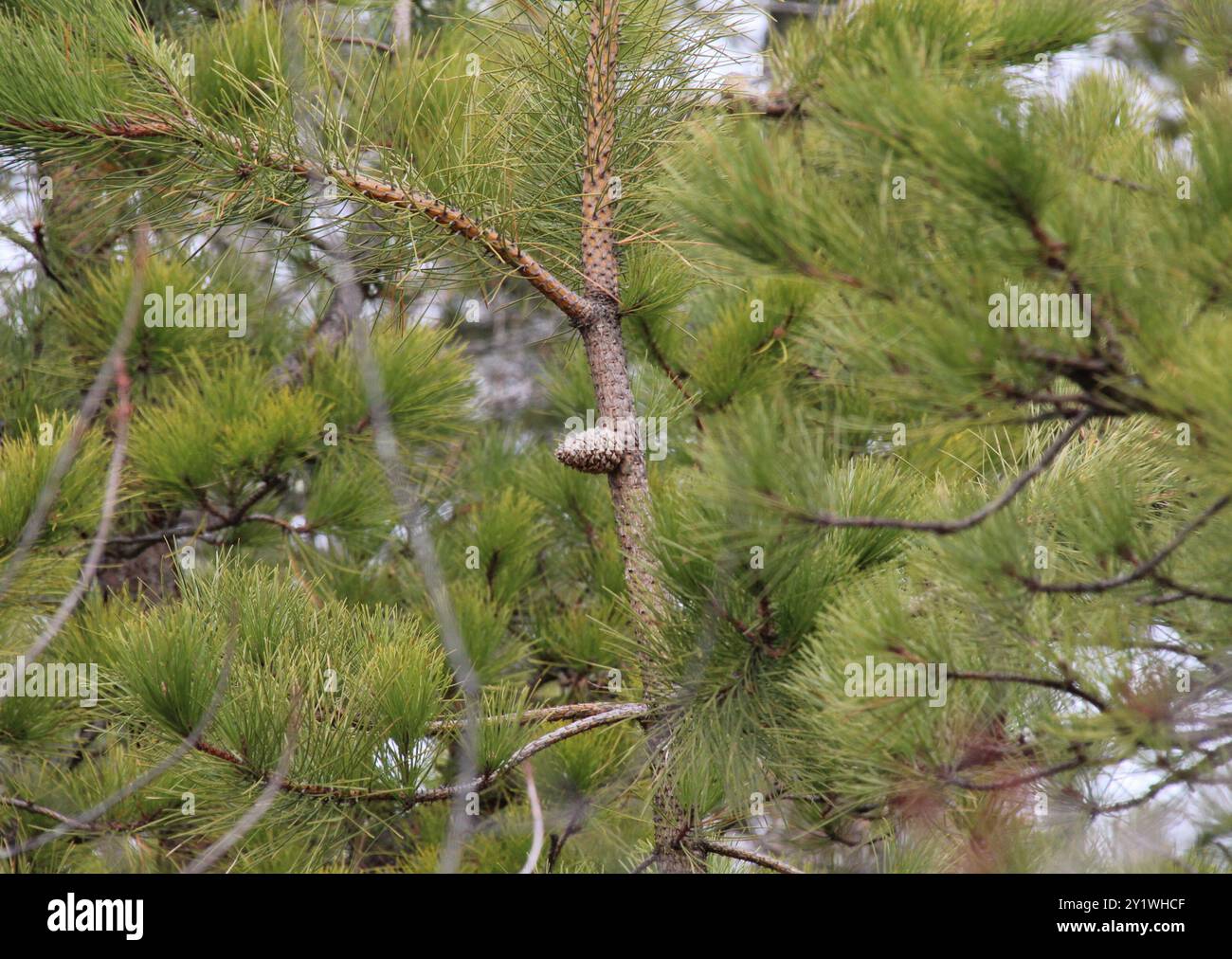 pitch pine (Pinus rigida) Plantae Stock Photo - Alamy