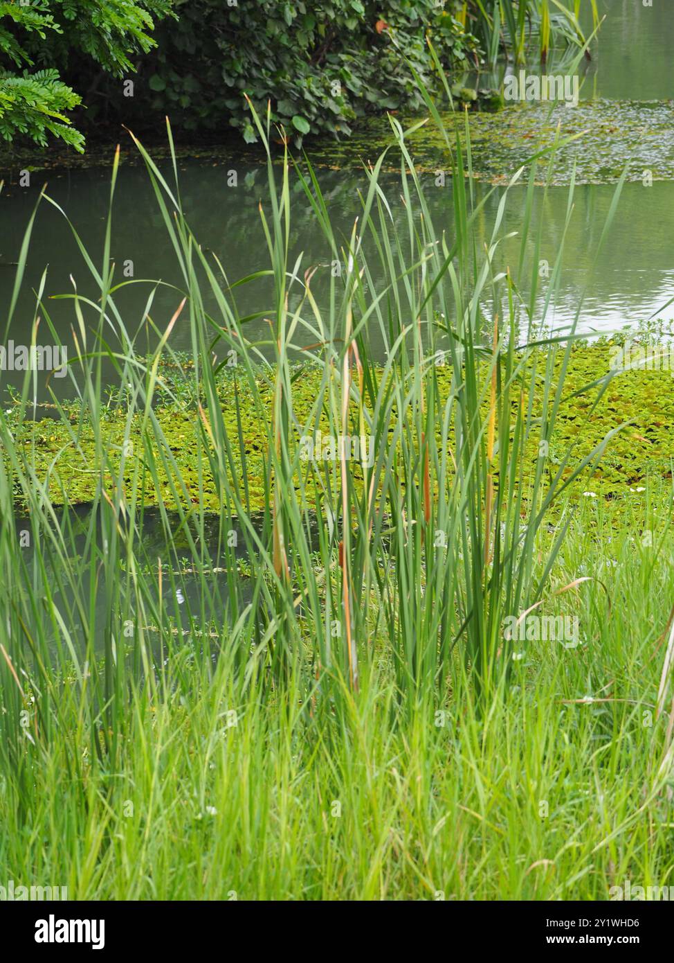 narrow-leaved cattail (Typha angustifolia) Plantae Stock Photo - Alamy