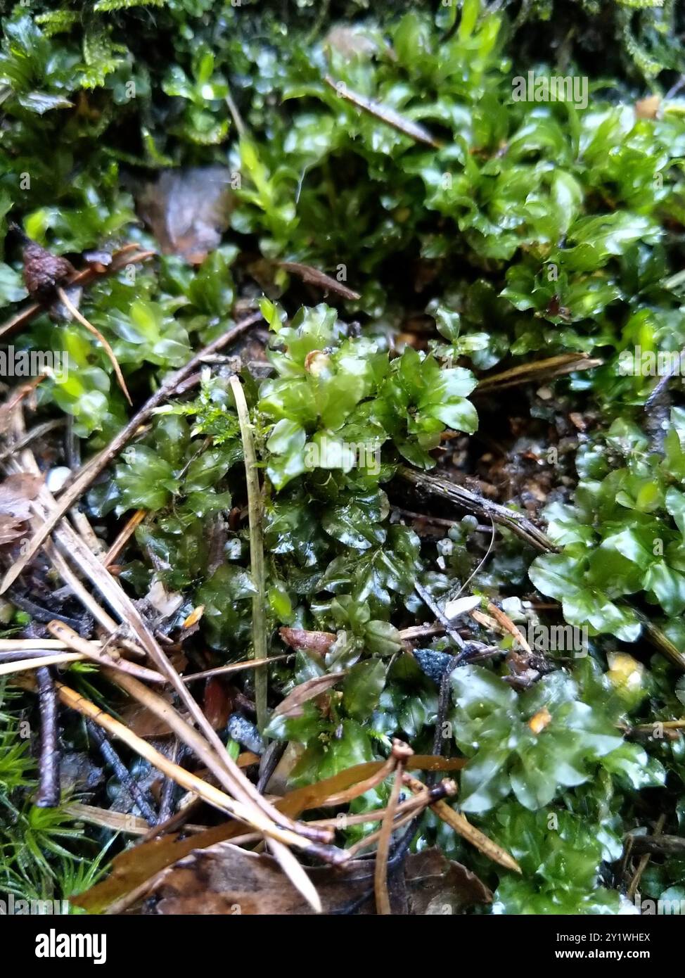 Many-fruited Thyme-moss (Plagiomnium affine) Plantae Stock Photo - Alamy