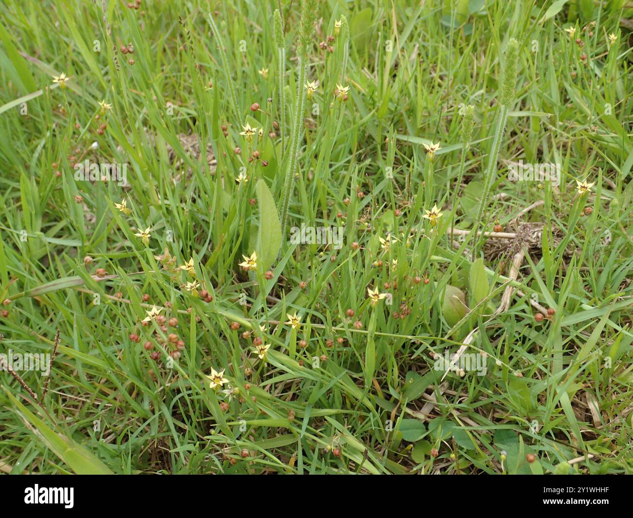 Blue Pigroot (Sisyrinchium micranthum) Plantae Stock Photo - Alamy