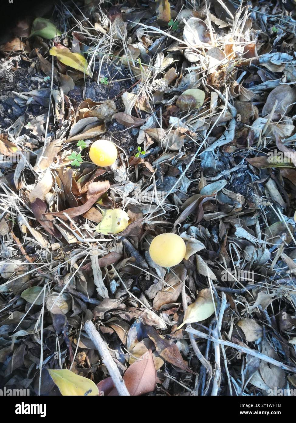 Kei apple (Dovyalis caffra) Plantae Stock Photo - Alamy