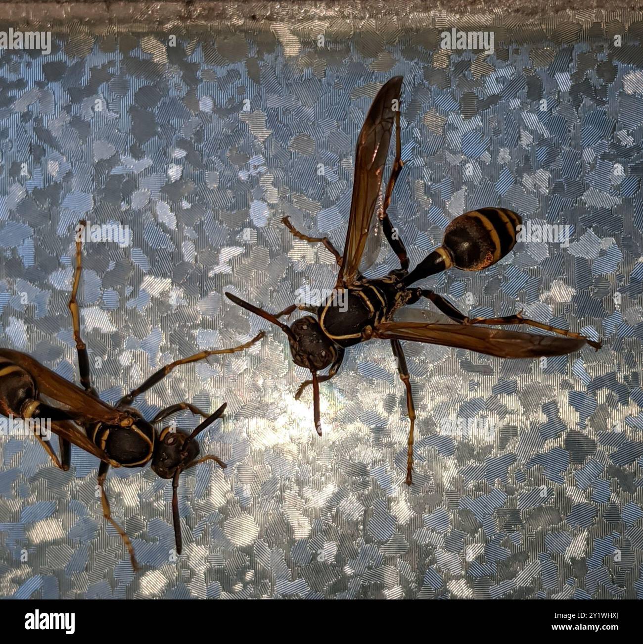 Western Paper Wasp (Mischocyttarus flavitarsis) Insecta Stock Photo - Alamy