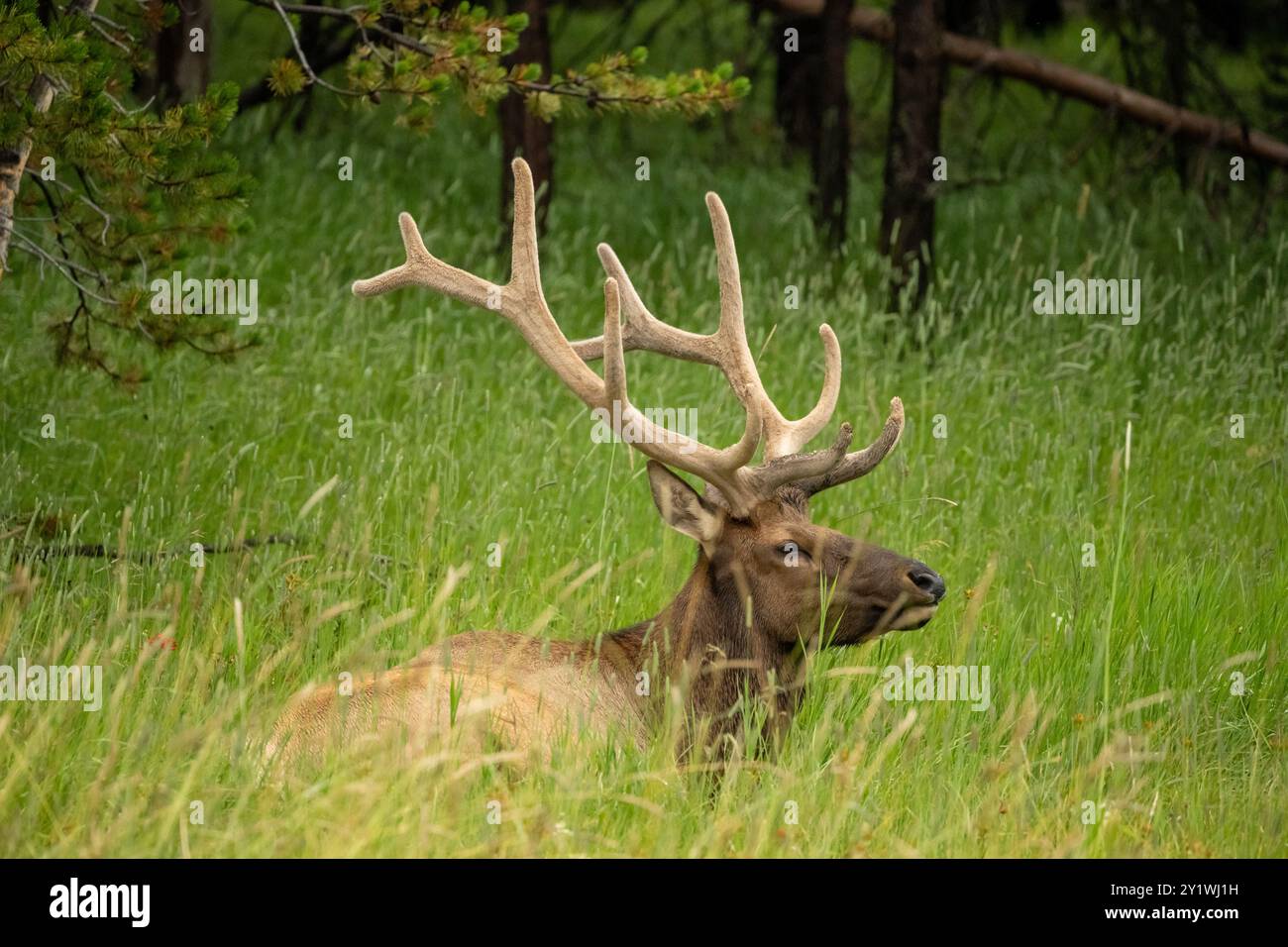 Bull Elk Lays In The Tall Grass Near Lake Yellowstone in summer Stock ...