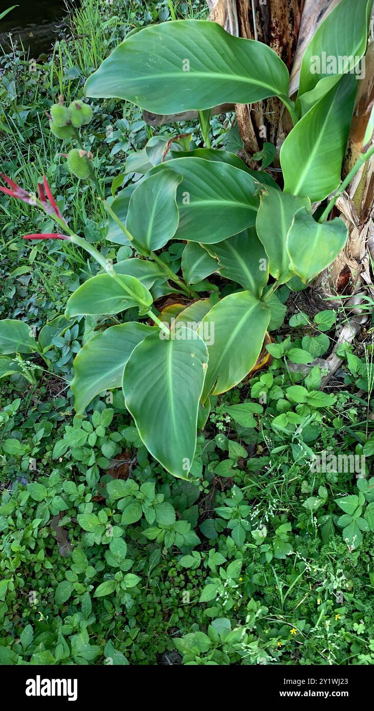 gingers, bananas, and allies (Zingiberales) Plantae Stock Photo - Alamy