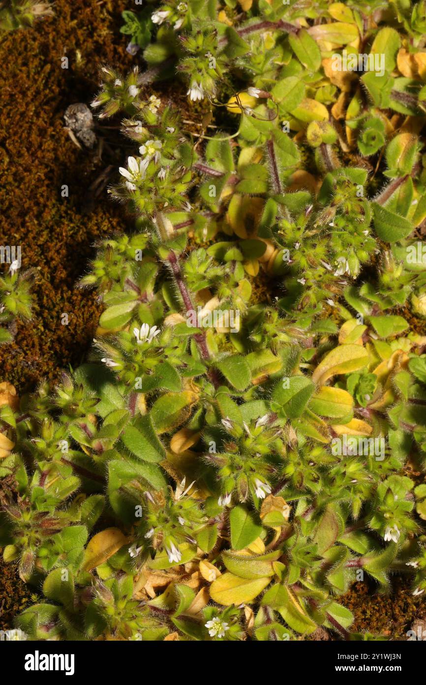 Sticky mouse-ear chickweed (Cerastium glomeratum) Plantae Stock Photo ...
