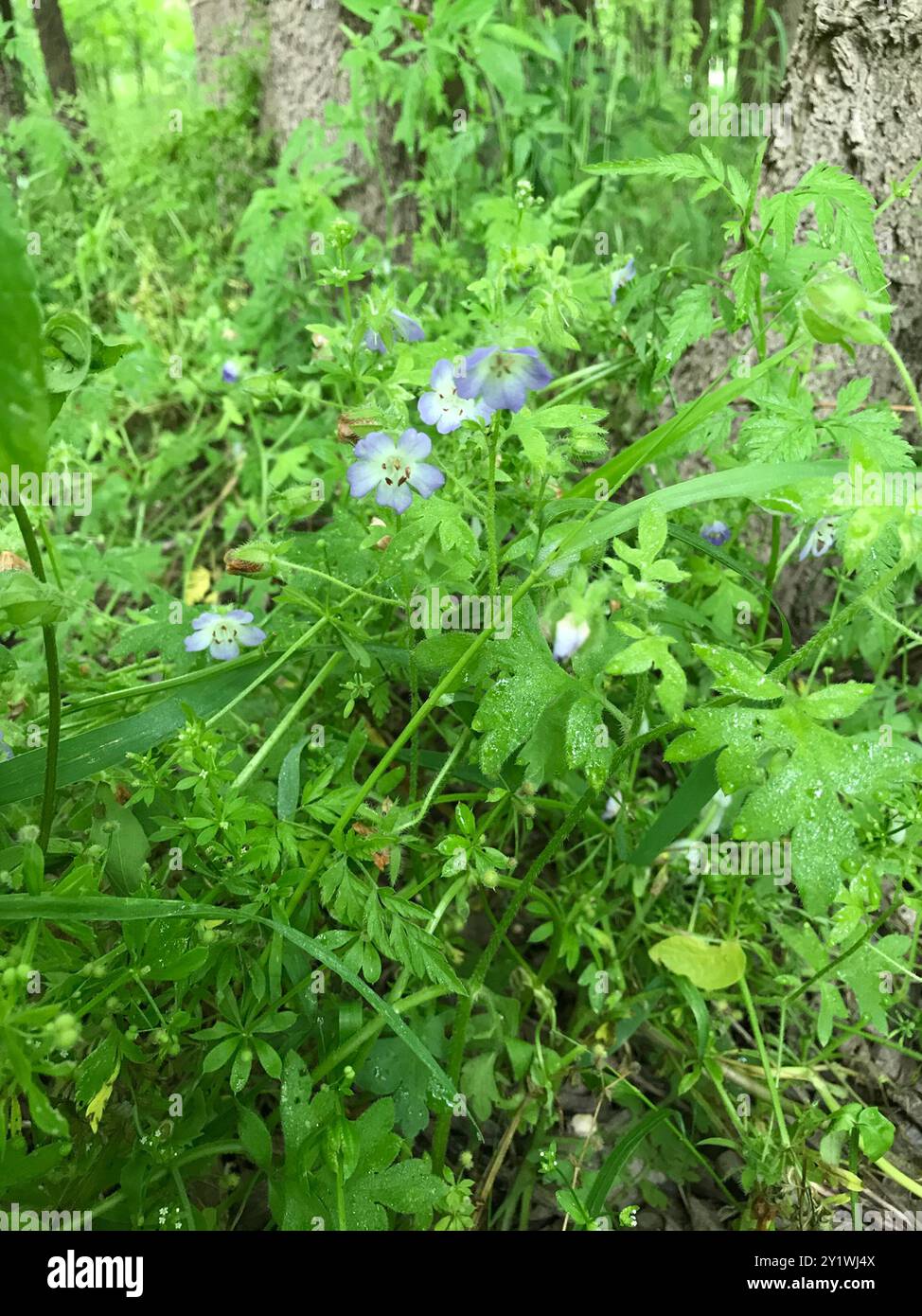 Texas baby blue eyes hi-res stock photography and images - Alamy