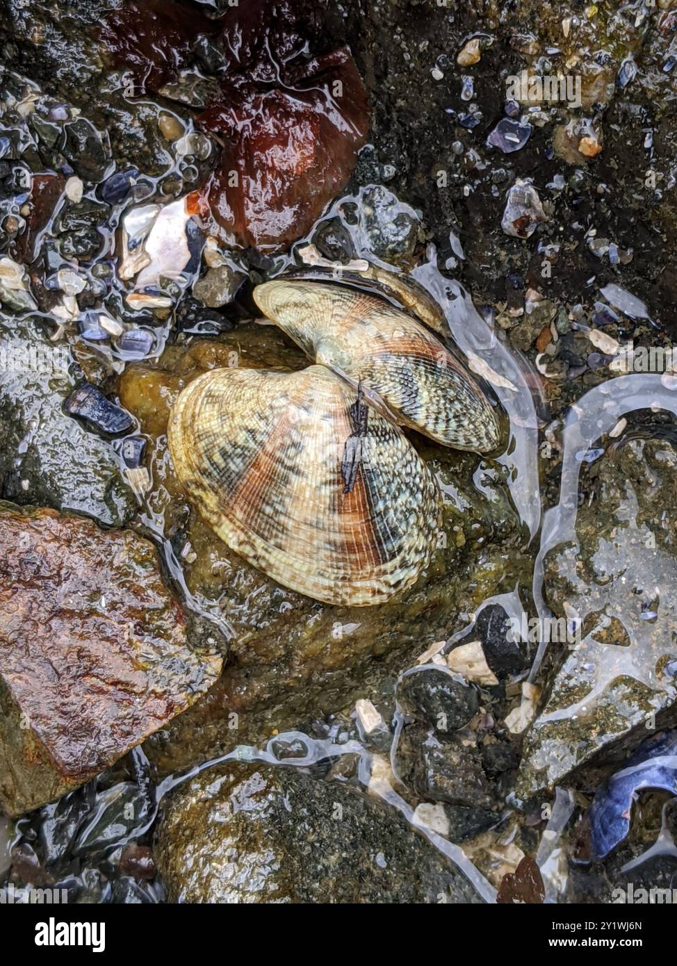 Japanese Littleneck (Ruditapes philippinarum) Mollusca Stock Photo - Alamy