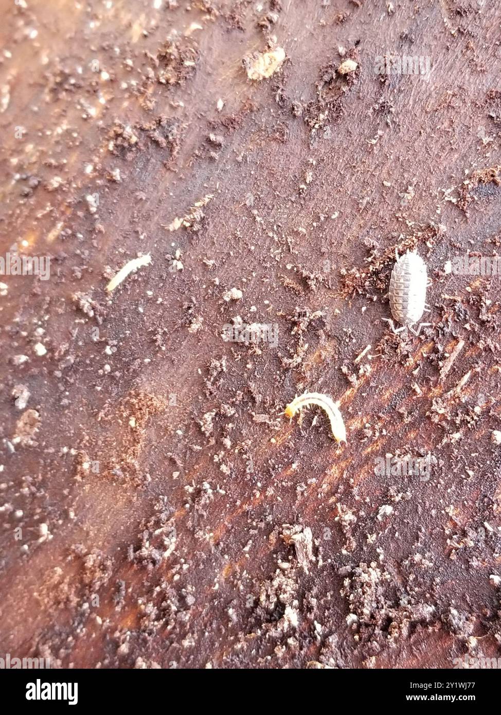 Fire-colored Beetles (Pyrochroidae) Insecta Stock Photo - Alamy