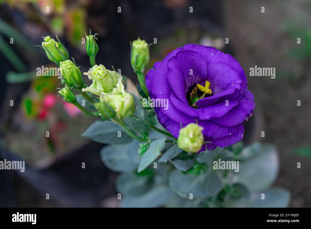 Eustoma russellianum hi-res stock photography and images - Alamy