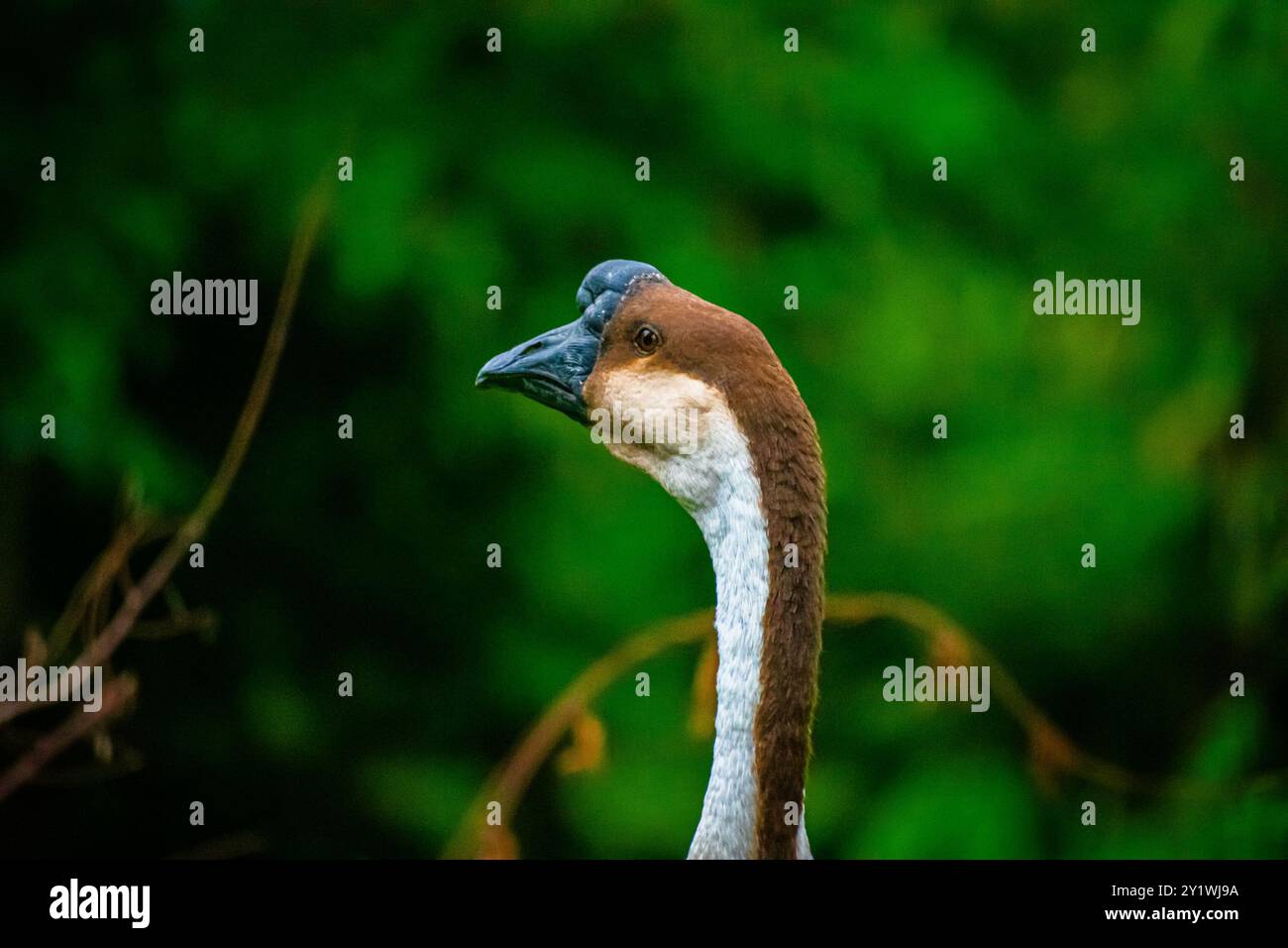 Geese are classified as birds. People often keep geese to guard their ...