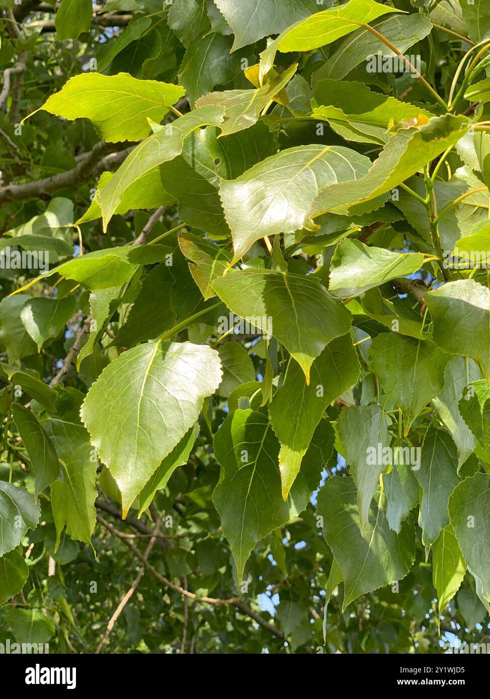 Hybrid Black-poplar (Populus × canadensis) Plantae Stock Photo - Alamy