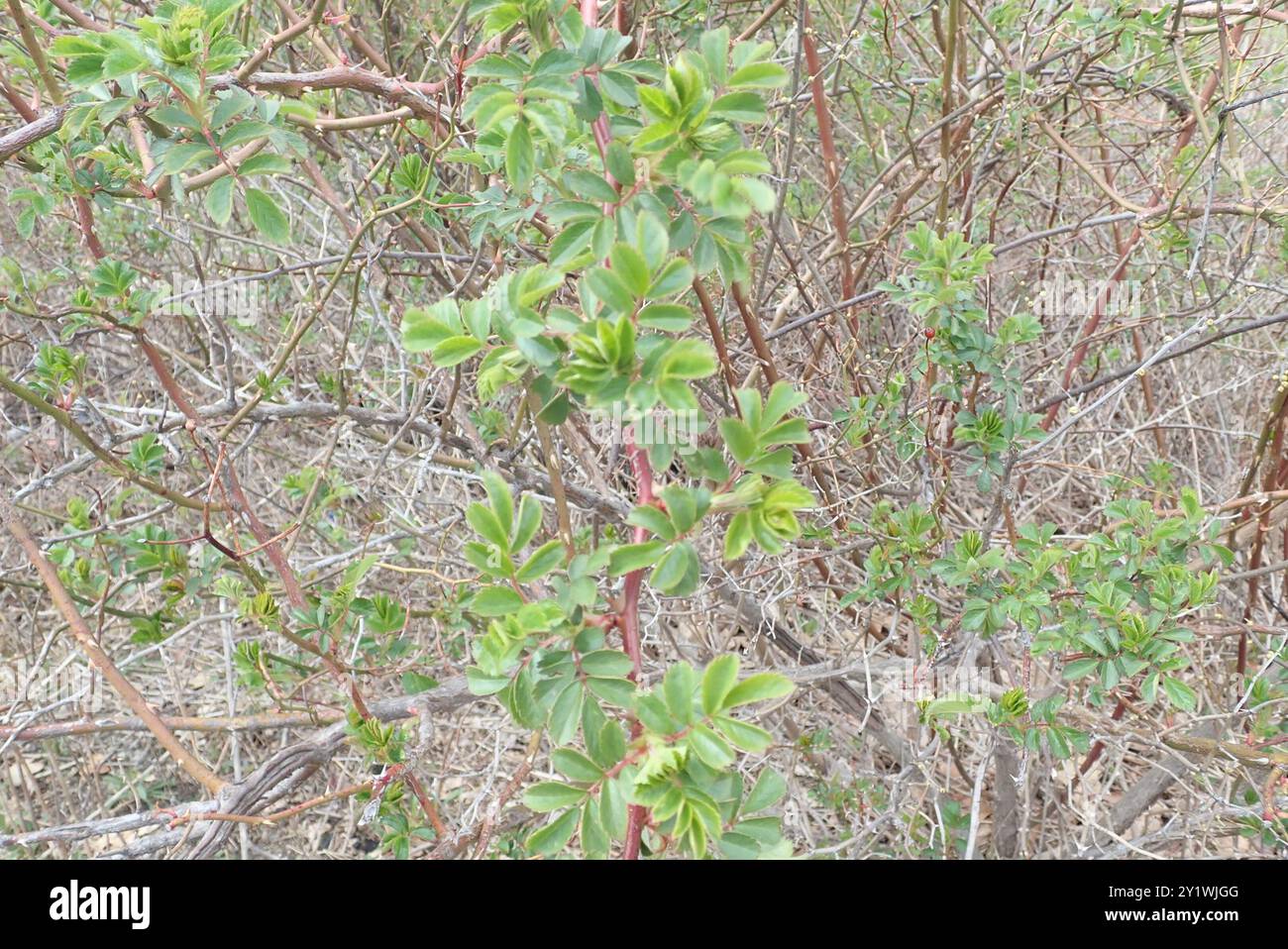multiflora rose (Rosa multiflora) Plantae Stock Photo - Alamy