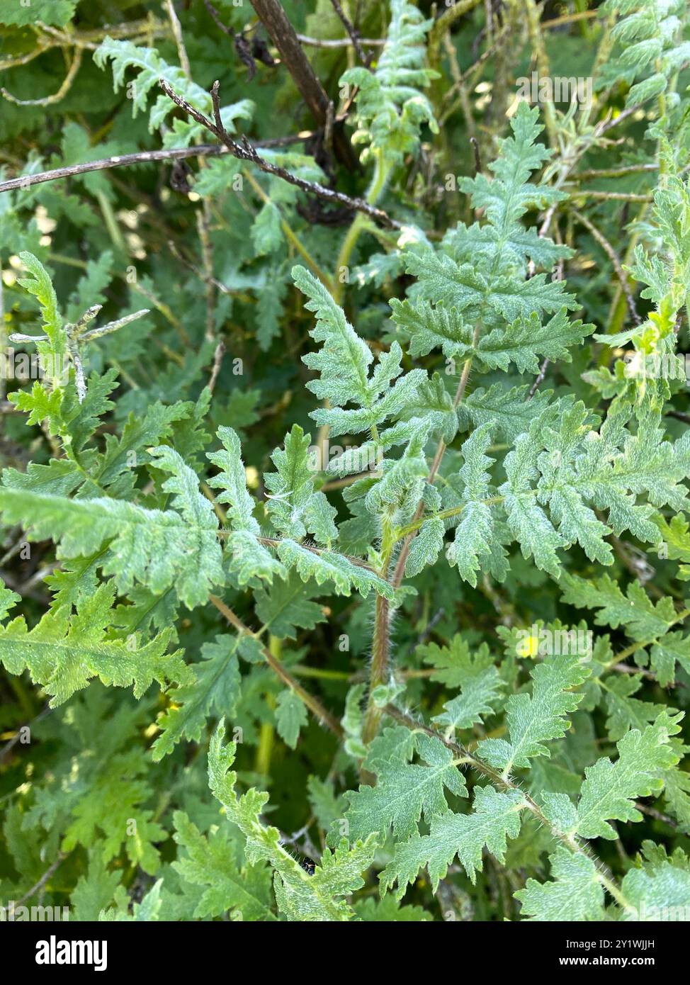 caterpillar scorpionweed (Phacelia cicutaria) Plantae Stock Photo - Alamy
