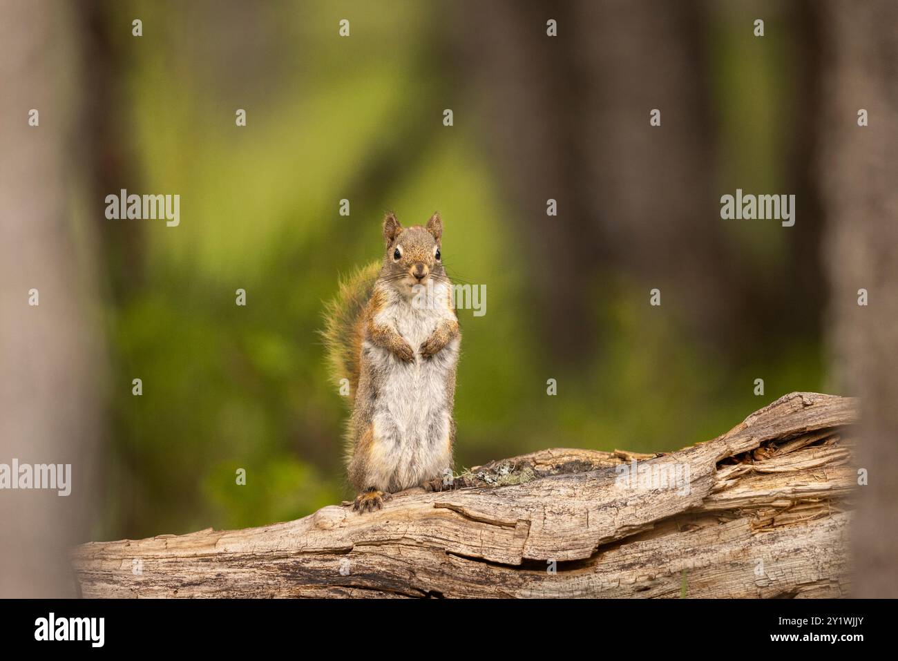 Red Squirrel standing on a log Stock Photo - Alamy