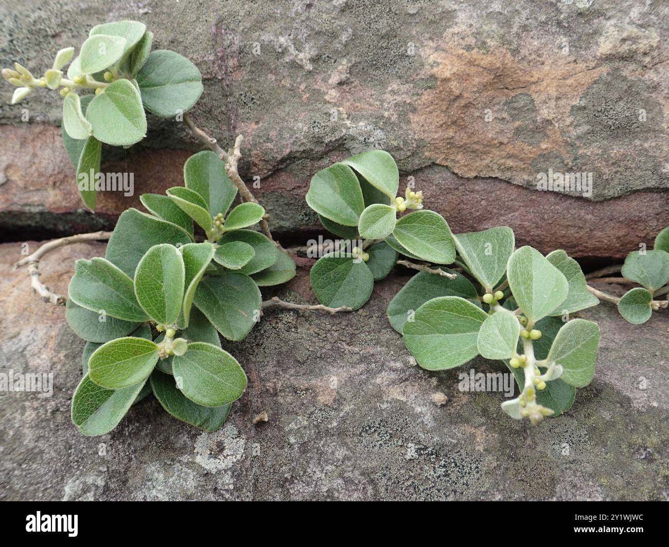 queen coralbead (Nephroia orbiculata) Plantae Stock Photo - Alamy