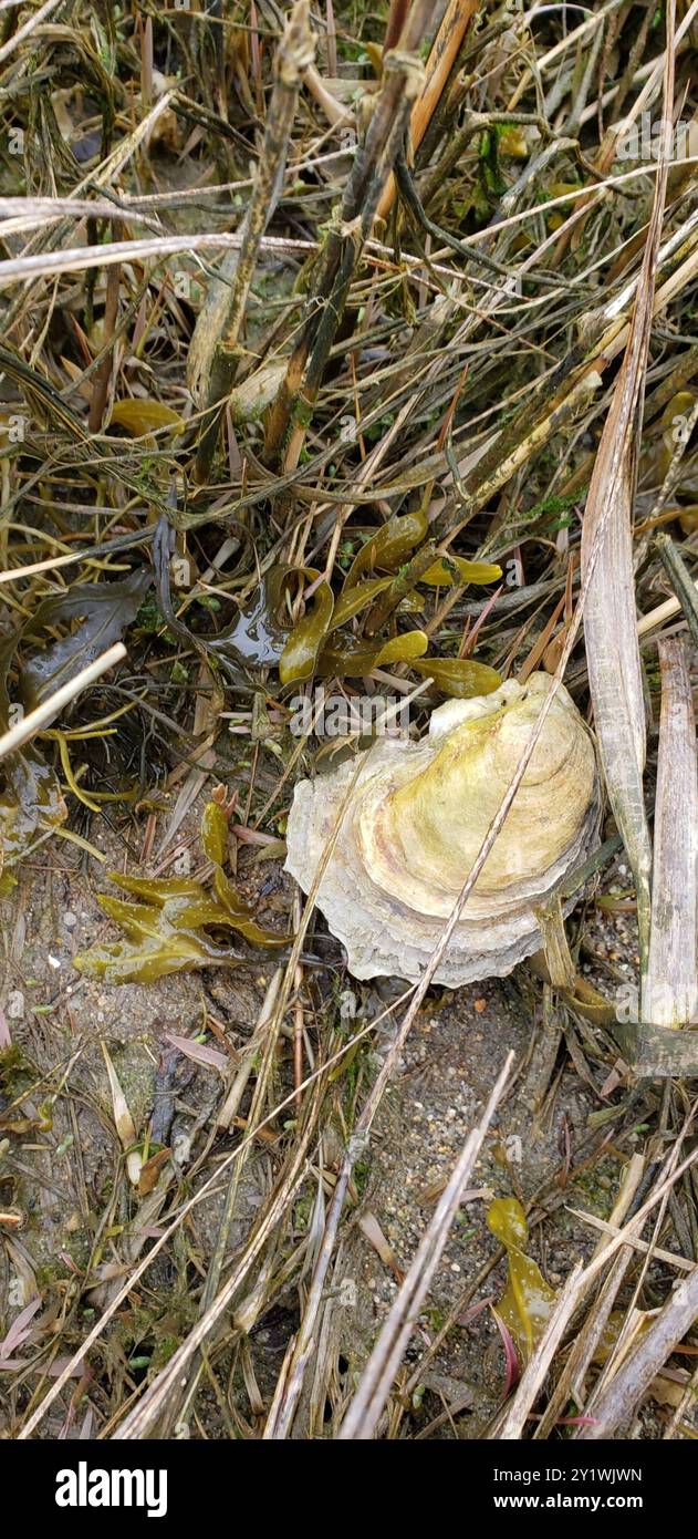 Eastern Oyster (Crassostrea virginica) Mollusca Stock Photo - Alamy