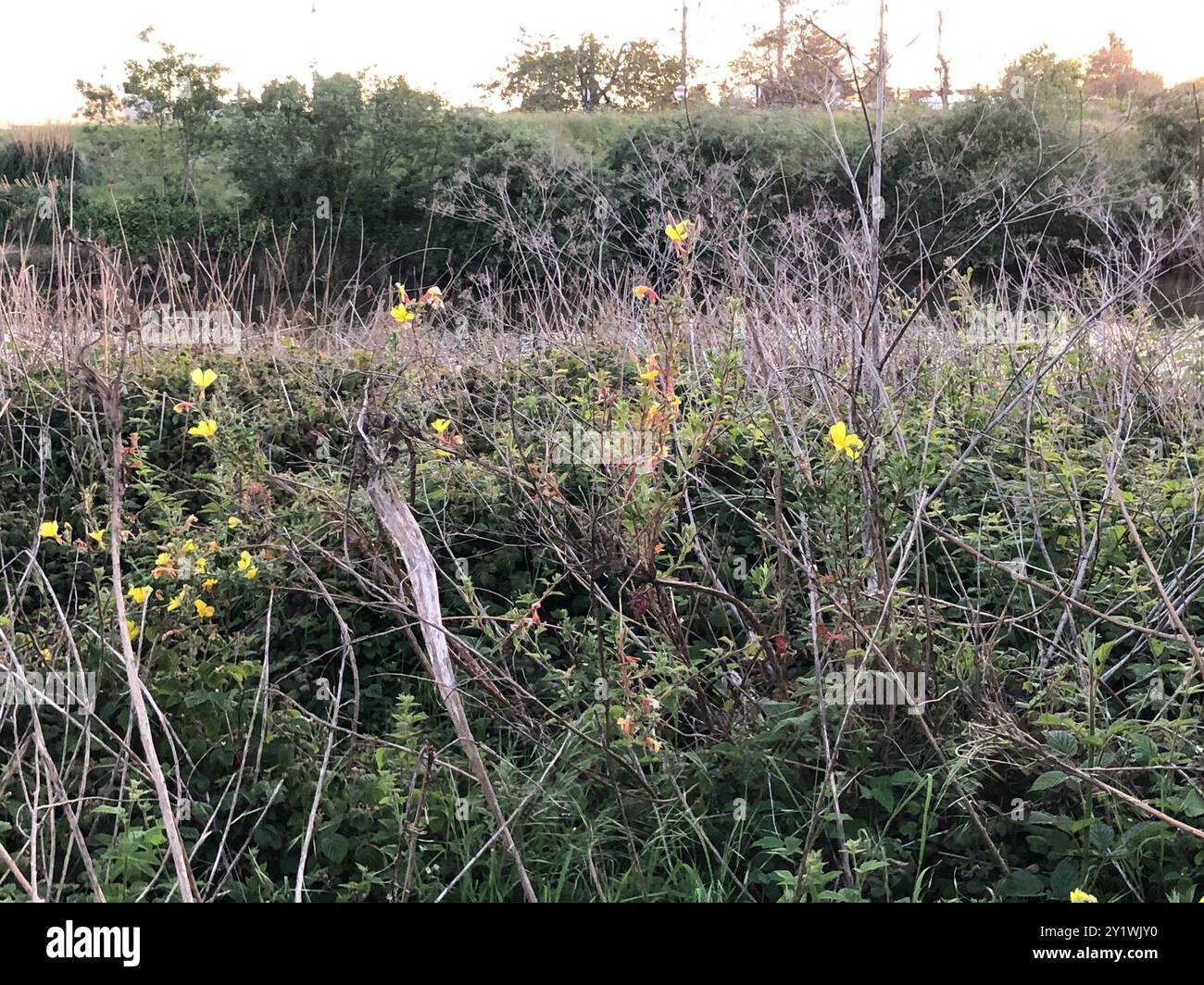tall evening primrose (Oenothera elata) Plantae Stock Photo - Alamy