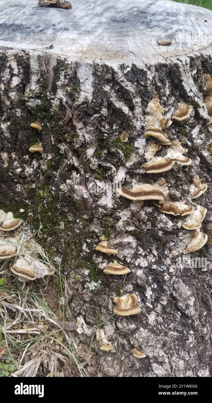 shelf fungi (Polyporales) Fungi Stock Photo - Alamy