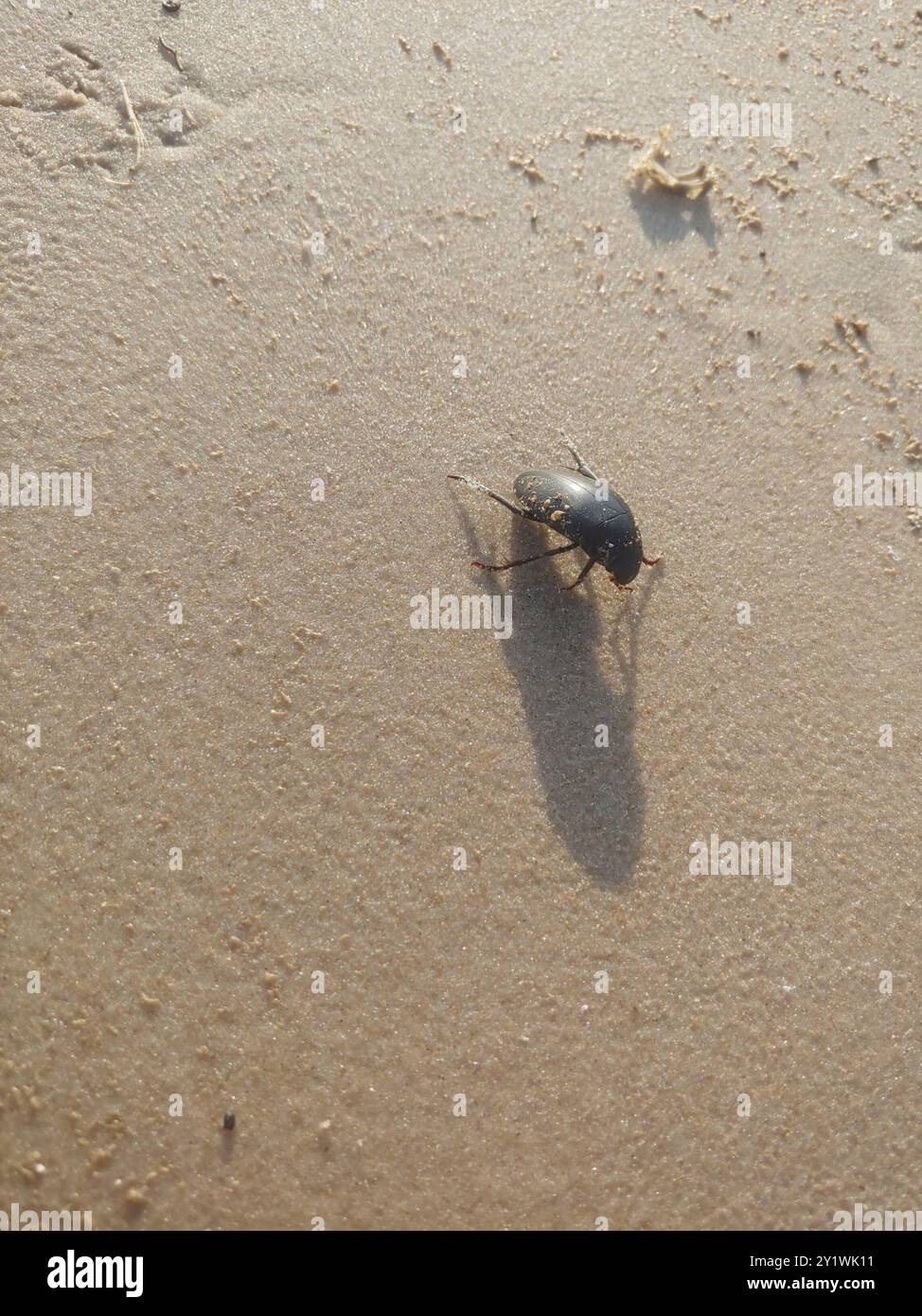 Giant Water Scavenger Beetles (Hydrophilus) Insecta Stock Photo - Alamy
