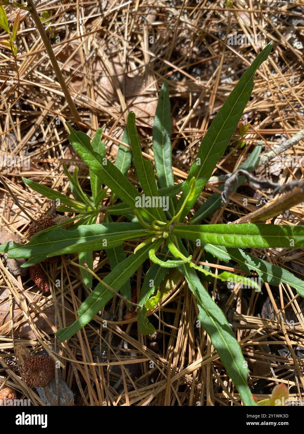 Narrow Leaf Ironweed (Vernonia angustifolia) Plantae Stock Photo - Alamy