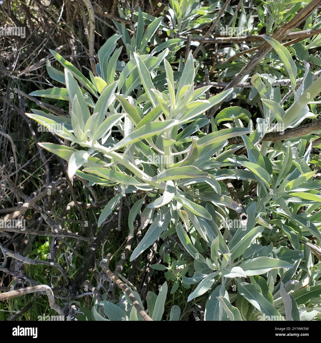 white sage (Salvia apiana) Plantae Stock Photo - Alamy