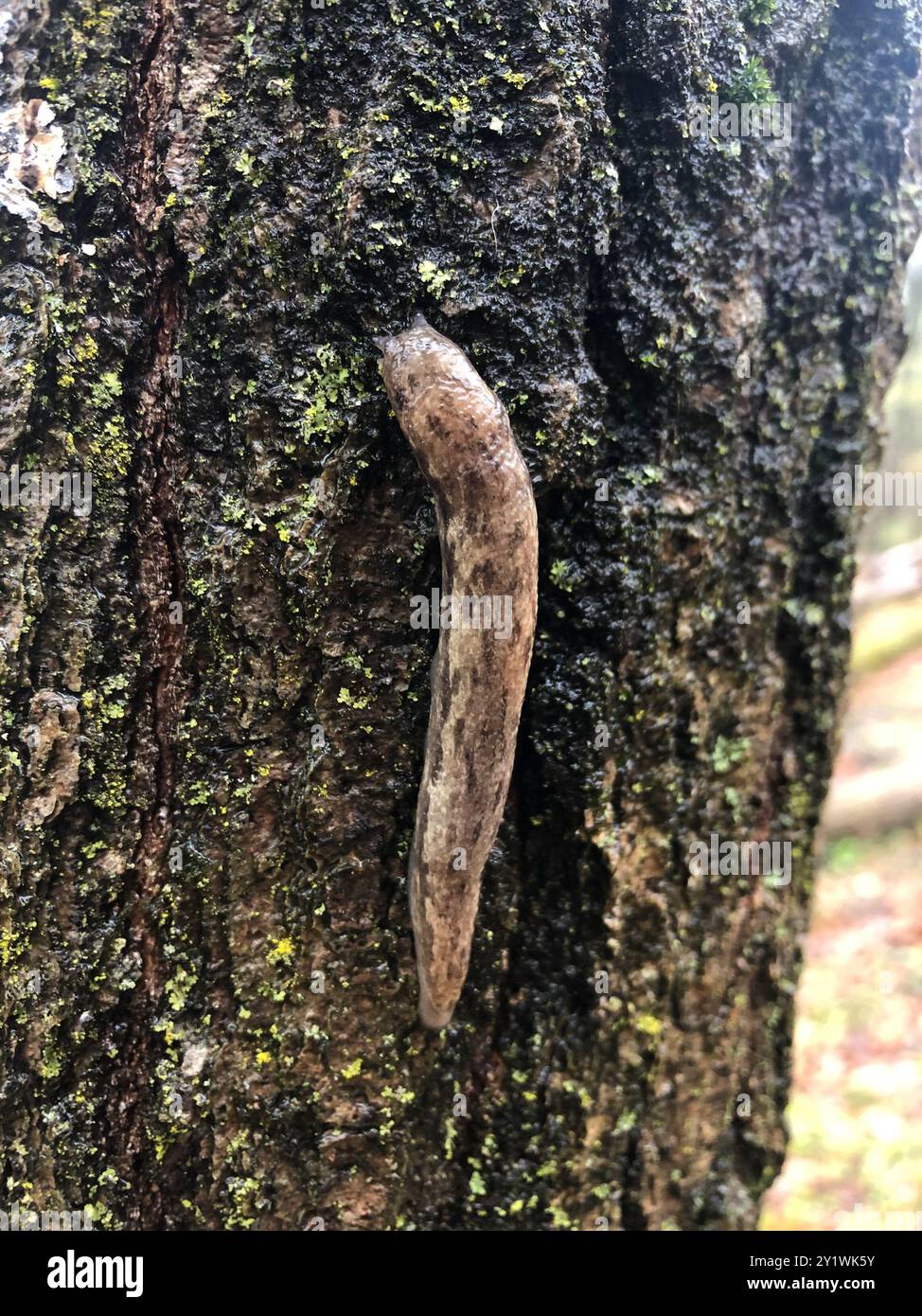 Changeable Mantleslug (Megapallifera mutabilis) Mollusca Stock Photo ...