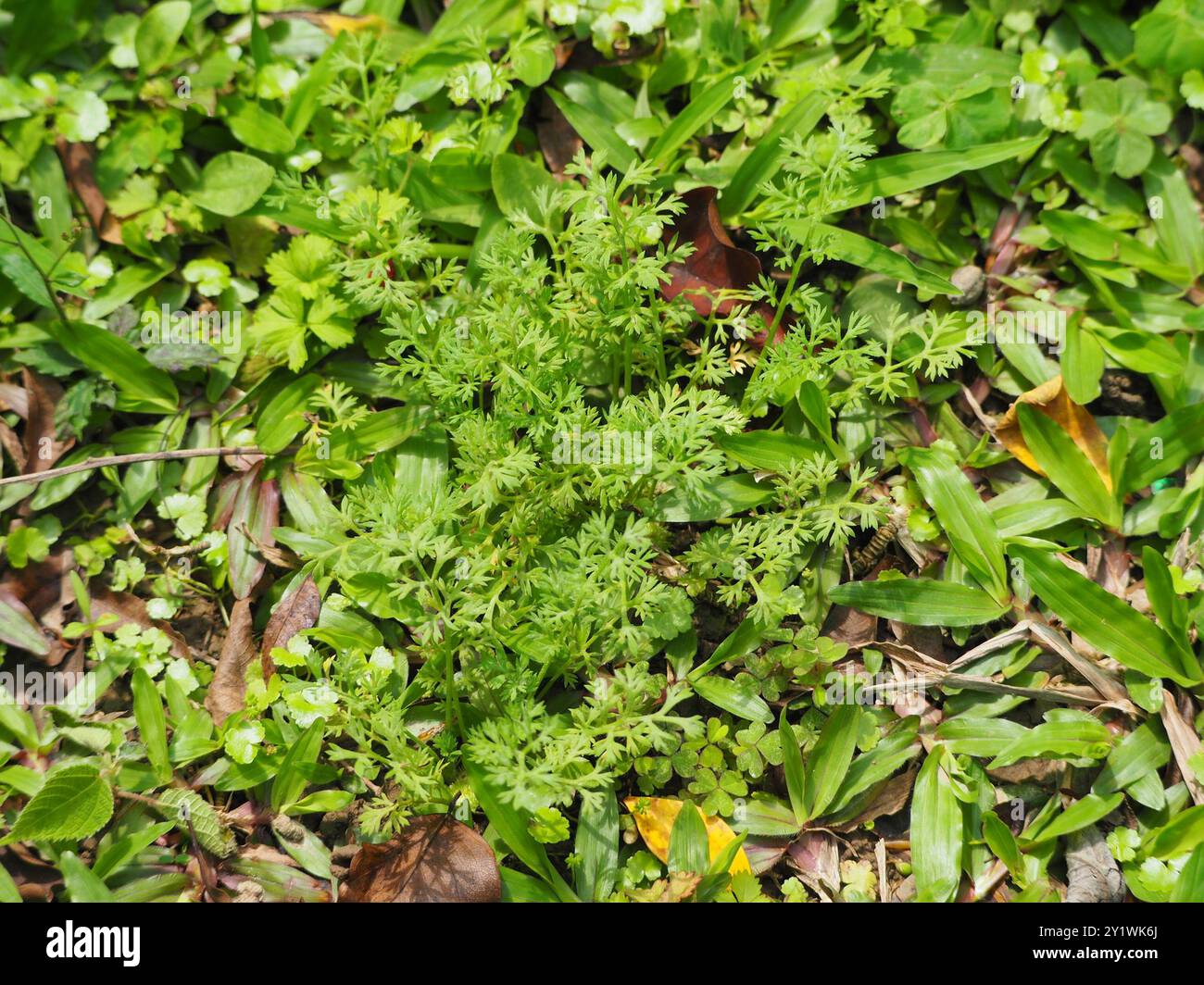 Button Burweed (Soliva anthemifolia) Plantae Stock Photo - Alamy