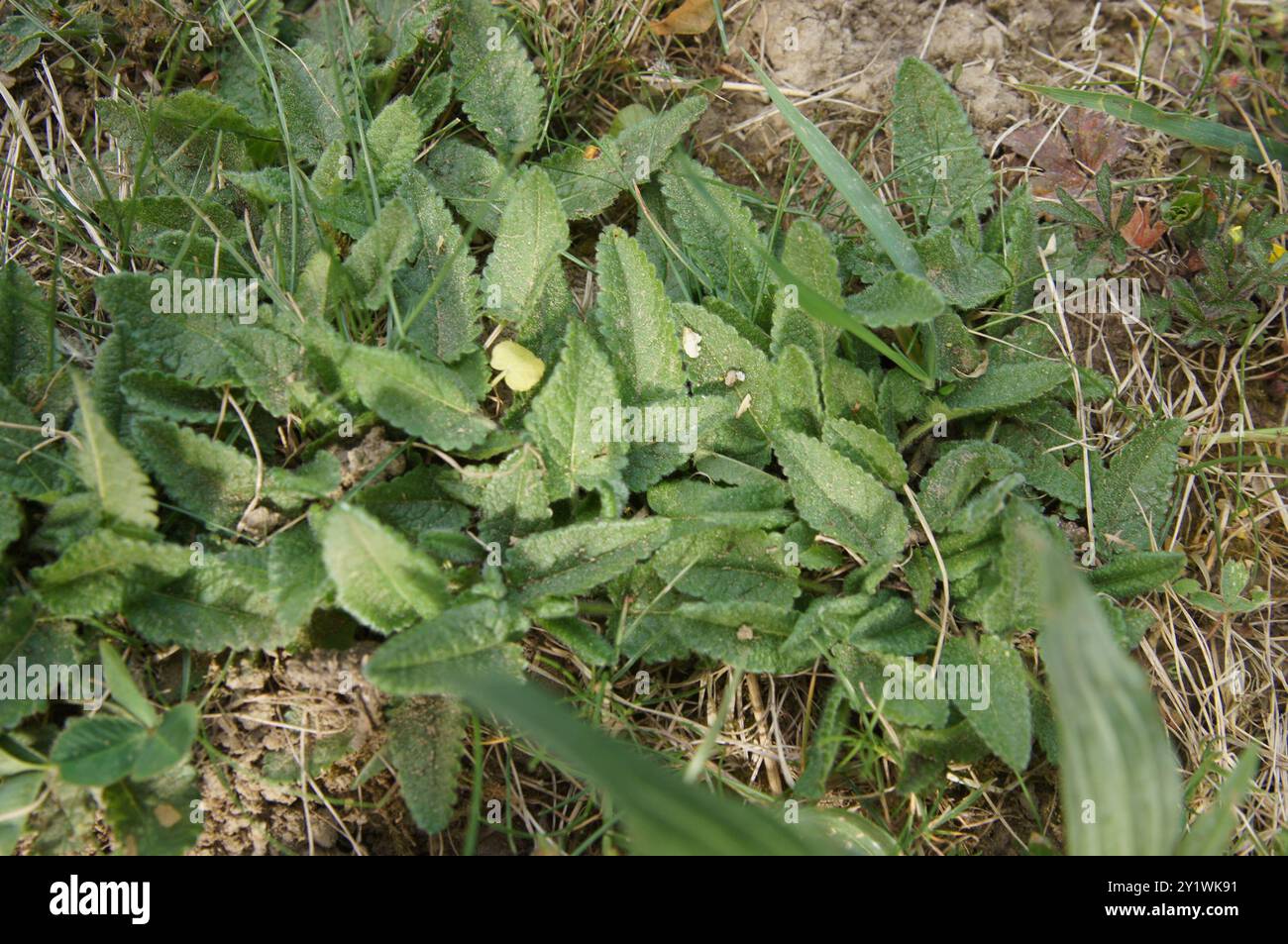 common hedge-nettle (Betonica officinalis) Plantae Stock Photo - Alamy