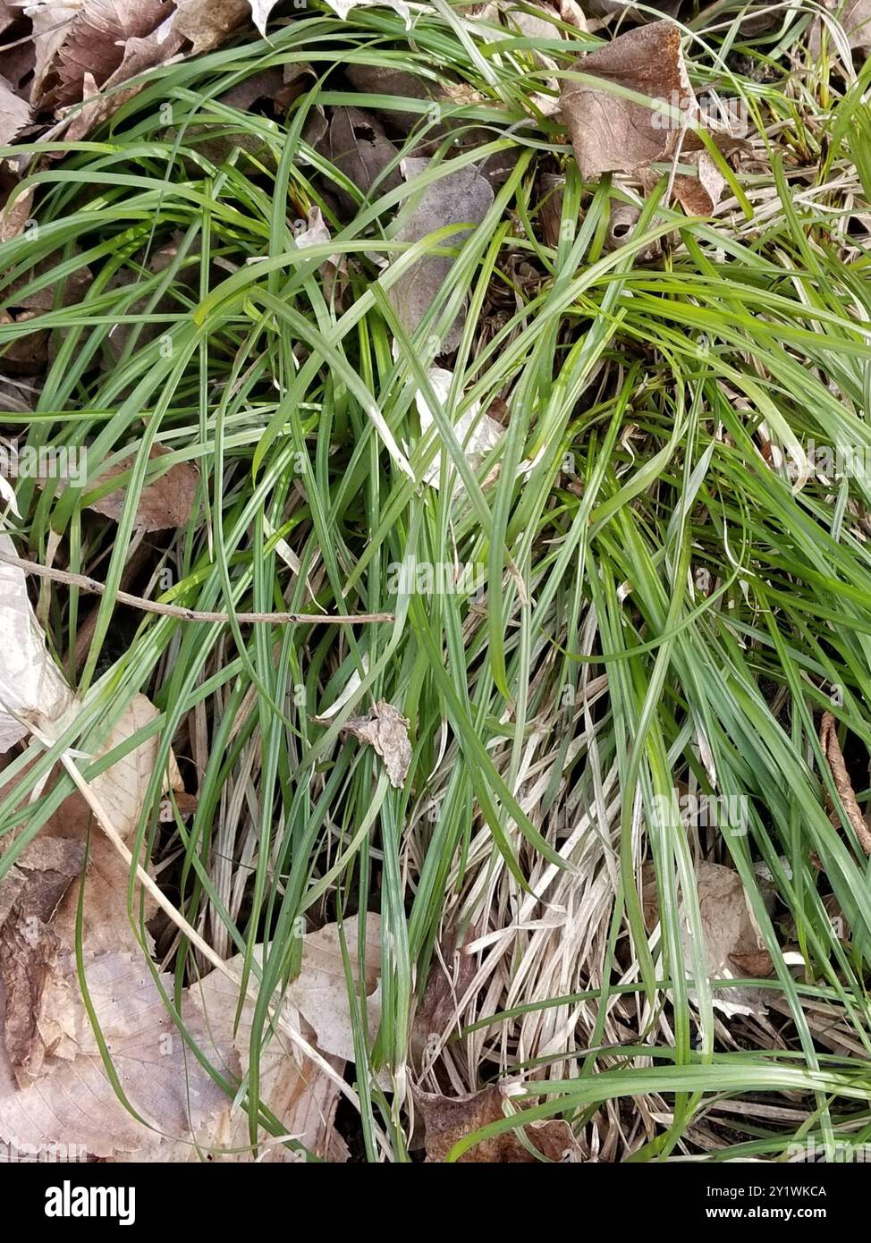 long-stalked sedge (Carex pedunculata) Plantae Stock Photo - Alamy