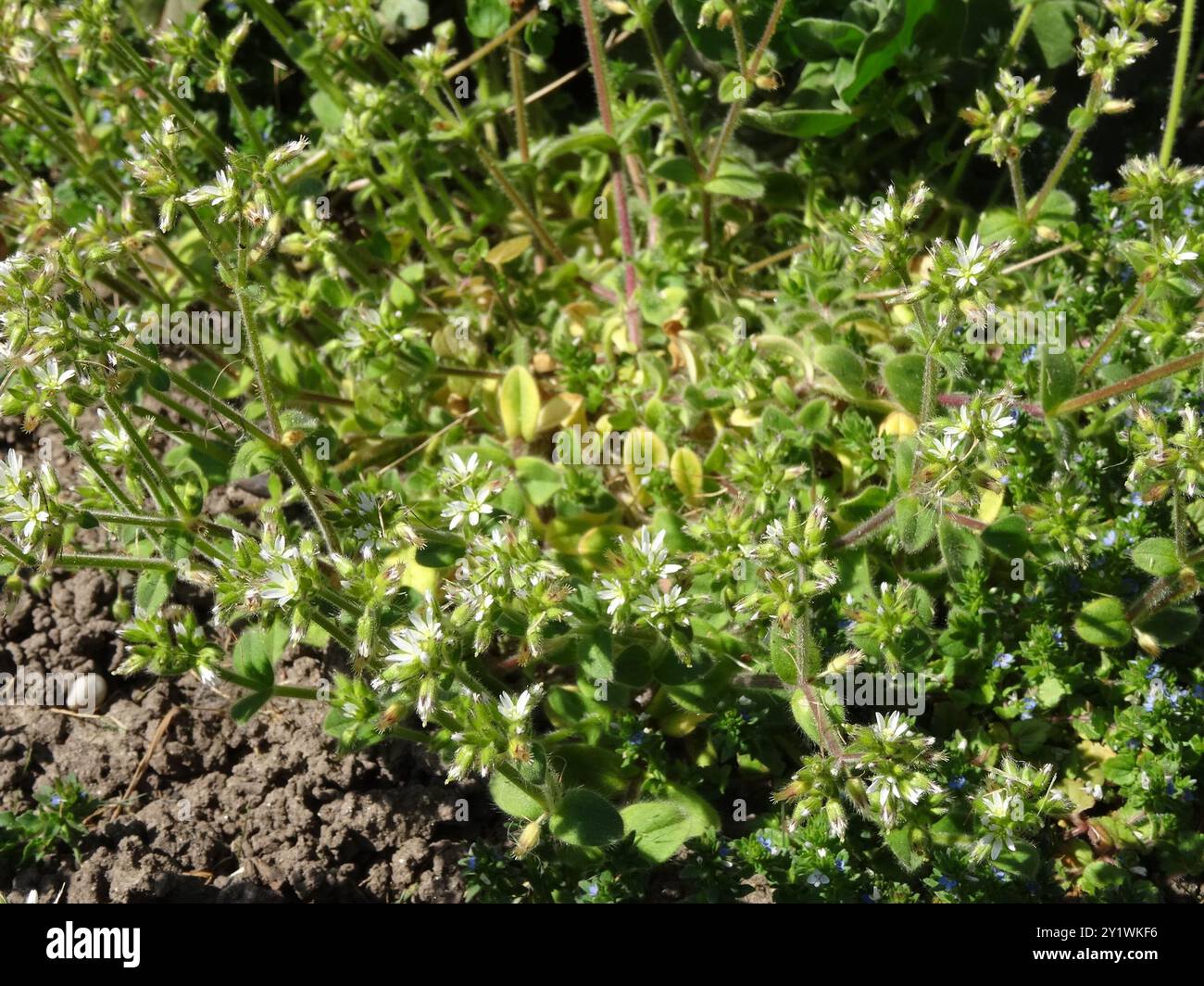 Sticky mouse-ear chickweed (Cerastium glomeratum) Plantae Stock Photo ...